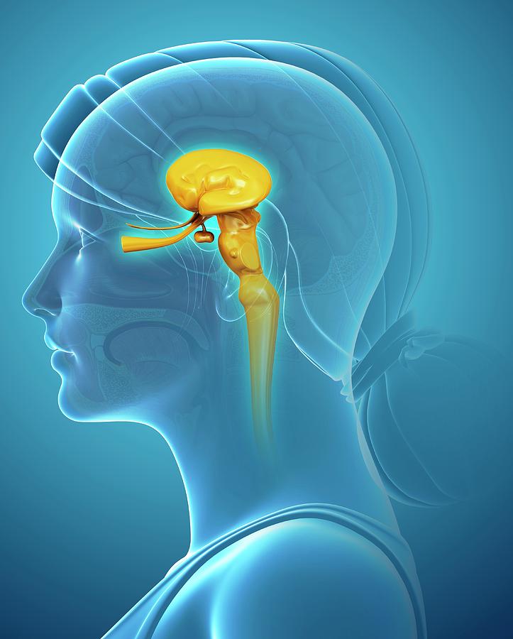 Midbrain Anatomy Photograph by Pixologicstudio/science Photo Library ...