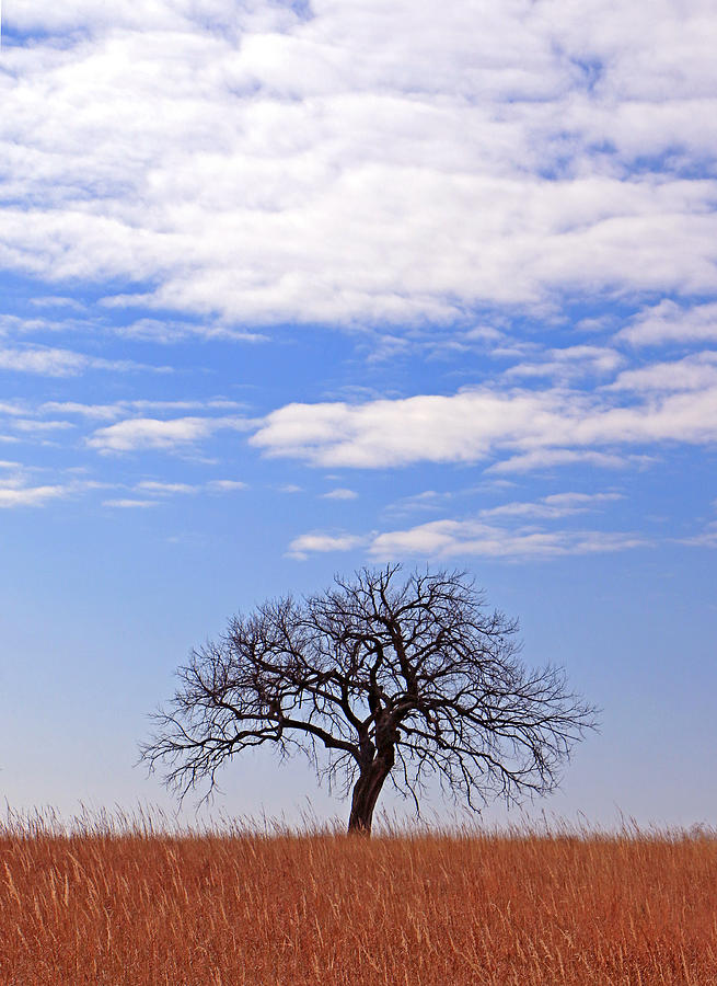 Midday Tree Photograph by Christopher McKenzie - Fine Art America
