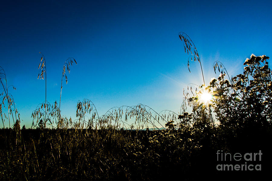 Midsummer Day Photograph by Harrison Alberta - Fine Art America