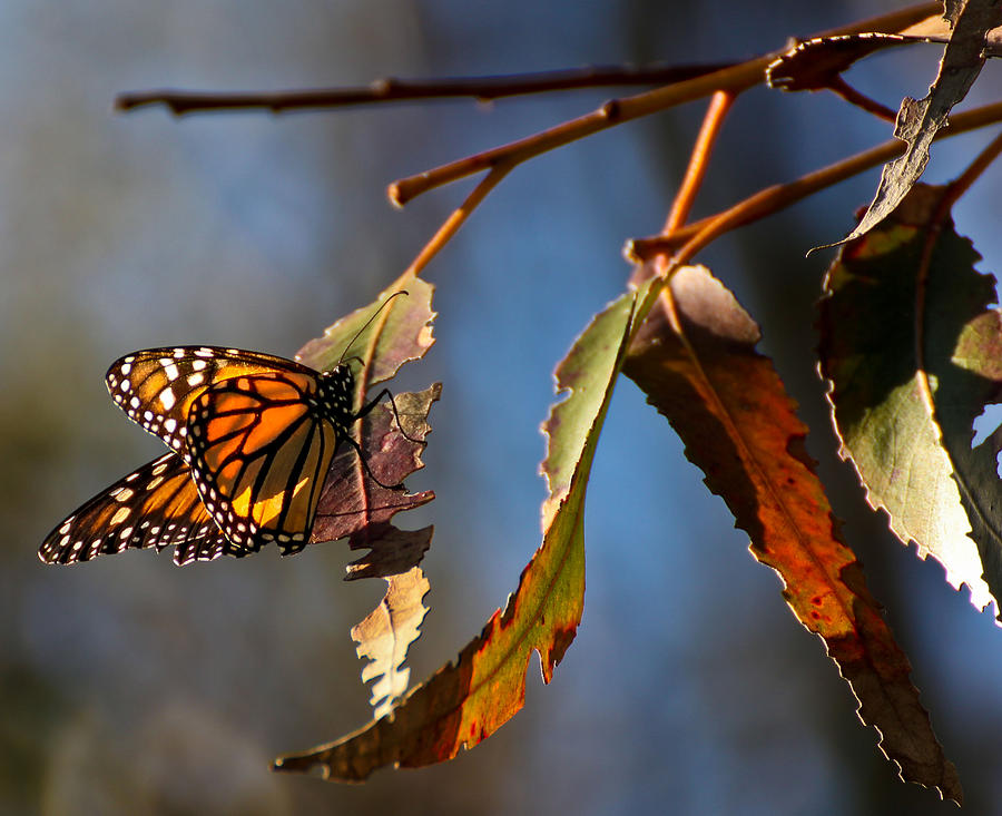 Mighty Monarch Photograph by Senthil Krishnamurthy