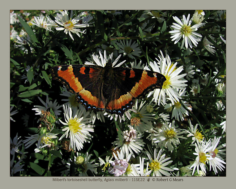 Milbert's tortoiseshell butterfly - Aglais milberti - 11SE22 Photograph ...
