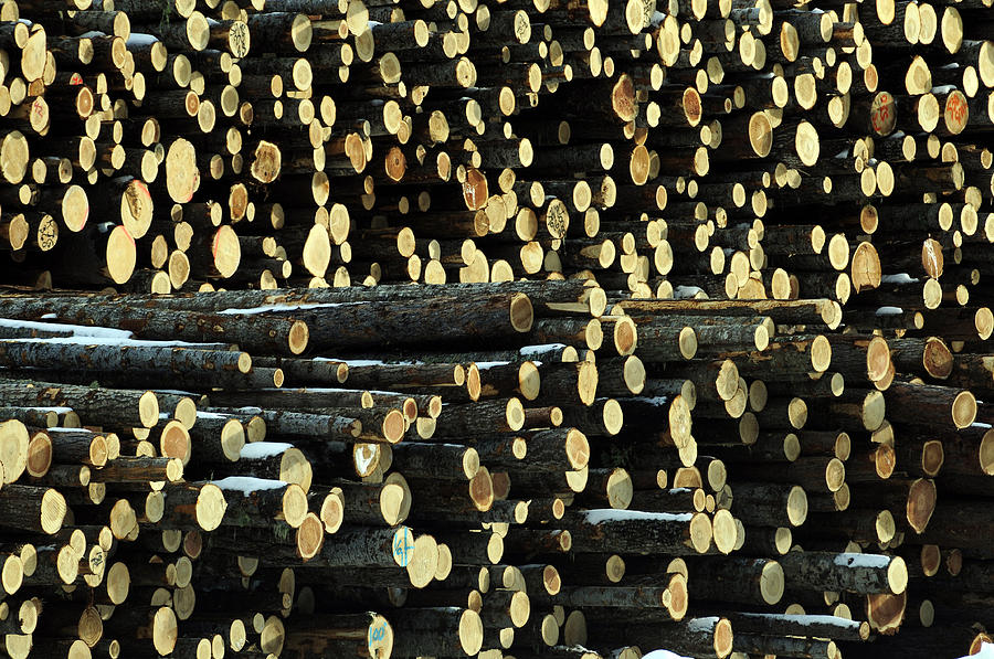 Mill Logs Photograph by Theodore Clutter - Fine Art America