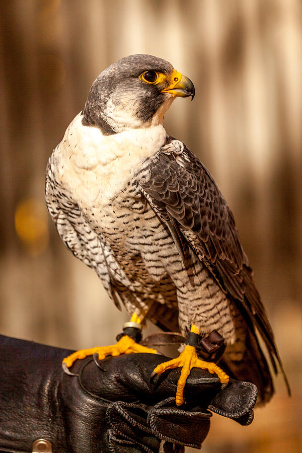 Millenium Falcon Painting by Sandy Brooks - Fine Art America