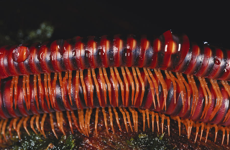 Millipedes Mating Photograph by Simon D. Pollard - Pixels
