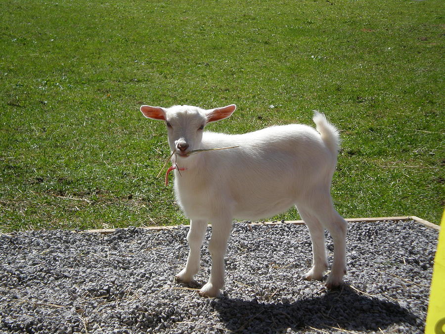 Mimsy Photograph by Donald Black - Fine Art America