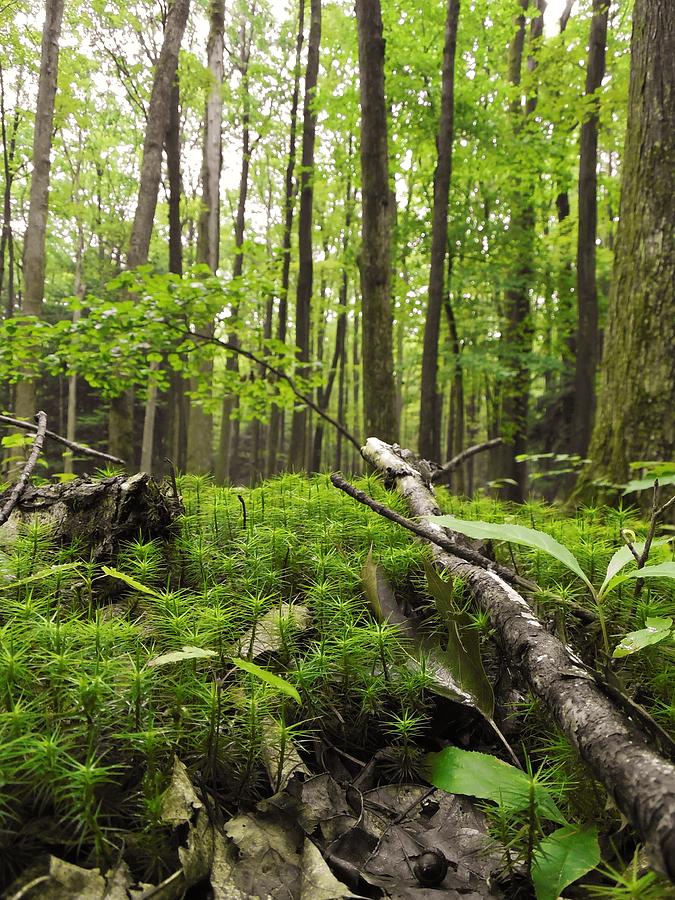 Mini Pine Forest Photograph by Anthony Thomas - Fine Art America