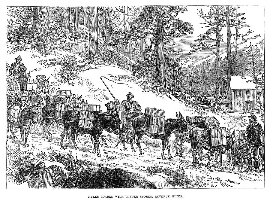 Mining Mule Train, 1880 by Granger