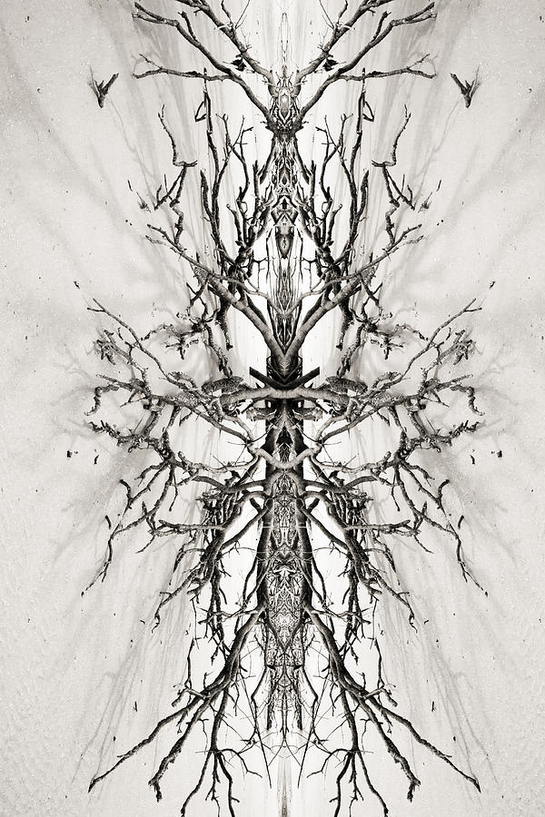 Mirror Tree Study 10 Photograph by Barbara Northrup | Fine Art America