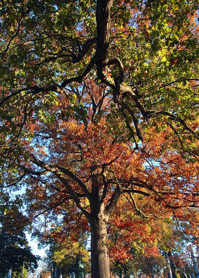 Mirrored Tree Photograph by Kelly E Adams - Fine Art America