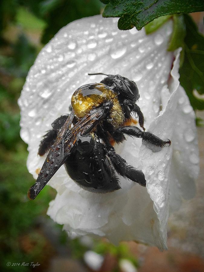 Miserable Bee Photograph by Matt Taylor - Fine Art America