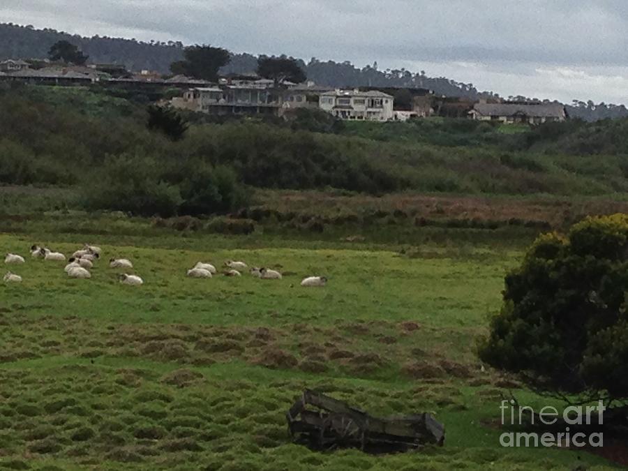 Mission Ranch Photograph by Christy Gendalia - Fine Art America