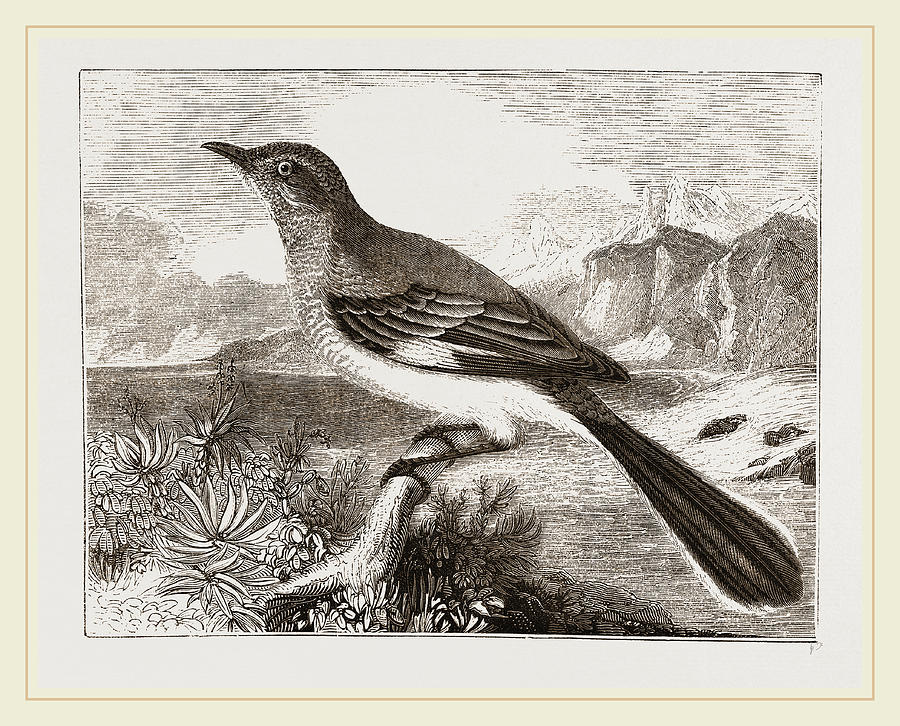 Mocking Bird Drawing by Litz Collection - Fine Art America