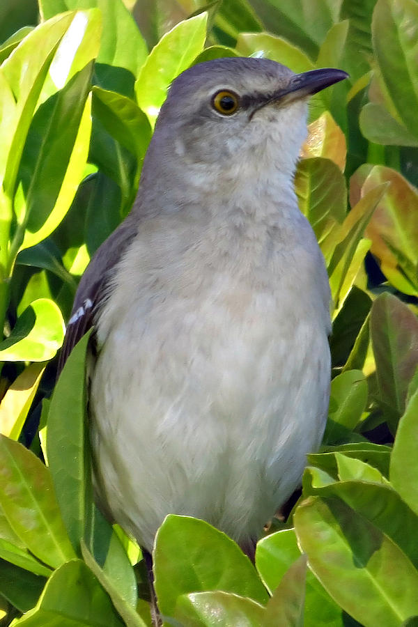 Mockingbird Photograph by David Brown - Pixels