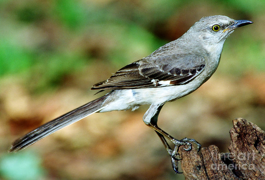 Mockingbird Photograph by Millard H. Sharp | Fine Art America