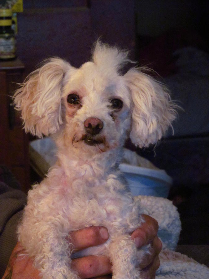 Mohawkie Photograph by Aaron Moore | Pixels