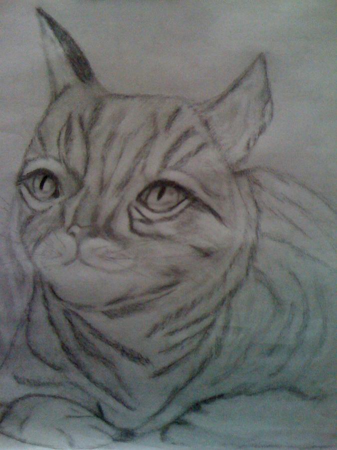 Mojo Drawing by Terriea Pullig | Fine Art America