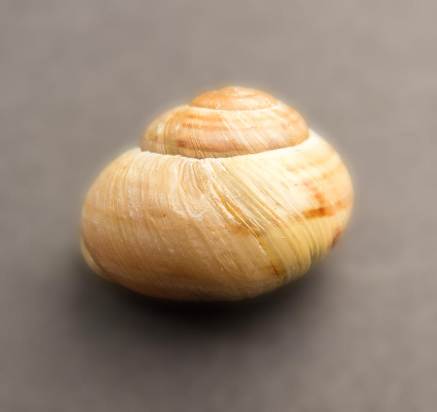 Mollusc Shell Photograph by David Bishop | Pixels