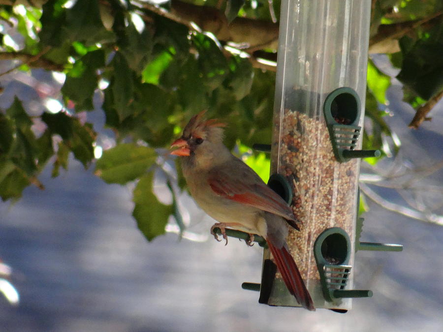 Mom Cardinal Photograph by Reed Nelson - Fine Art America