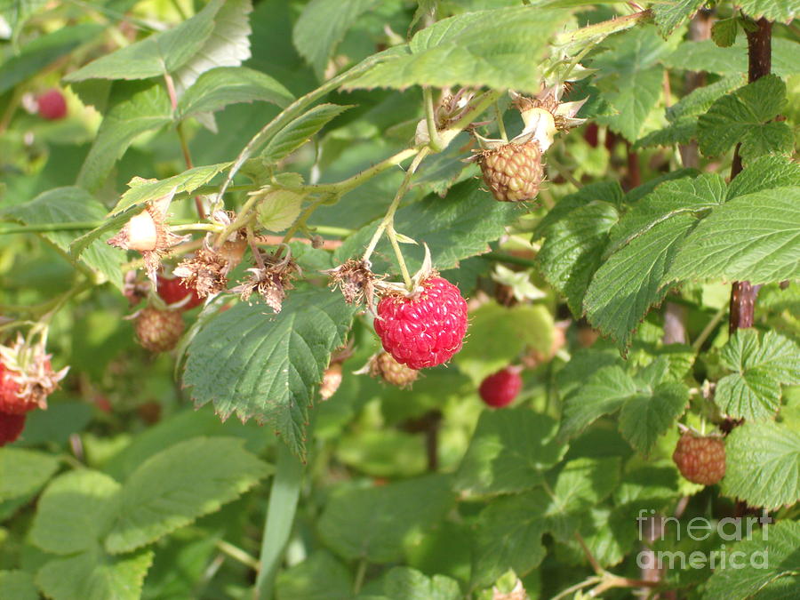 Mom's Raspberry Patch Photograph by Stephanie Brower - Fine Art America