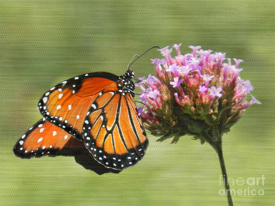 Monarch Flutterby Photograph by Grace Dillon - Fine Art America