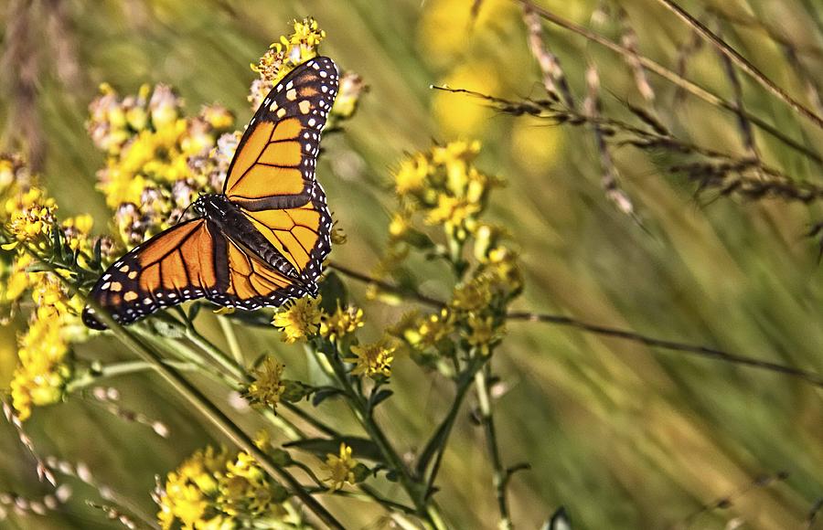 Monarch Hatch Photograph by Daniel Sheldon - Pixels