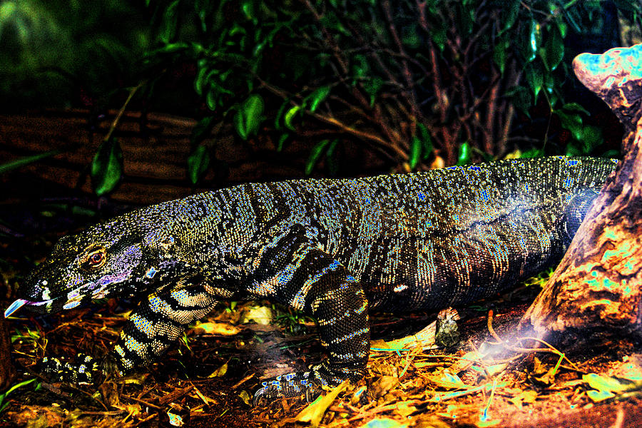 Monitor Photograph by Joe Bledsoe - Fine Art America