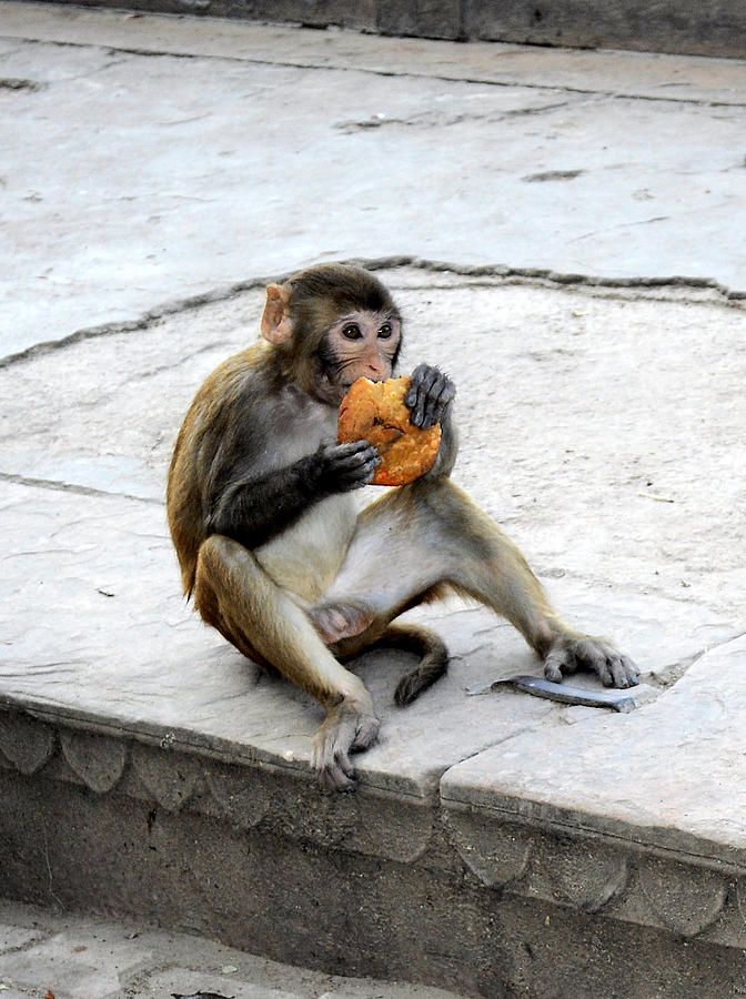 Monkey Photograph by Bliss Of Art - Fine Art America