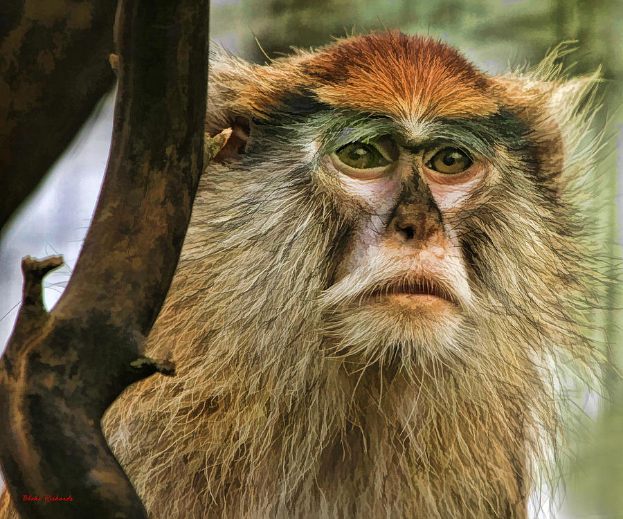 Monkey Photograph by Blake Richards - Fine Art America