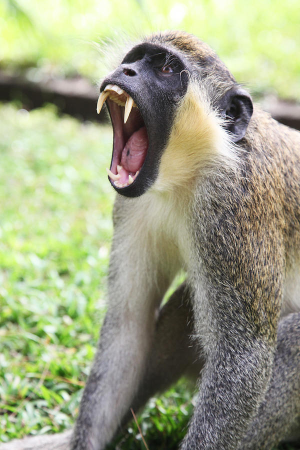 Monkey Call Photograph by Susannah Dowell - Fine Art America