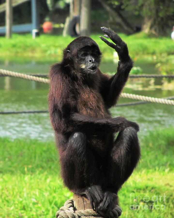 Monkey Photograph by Daniel Diaz - Pixels