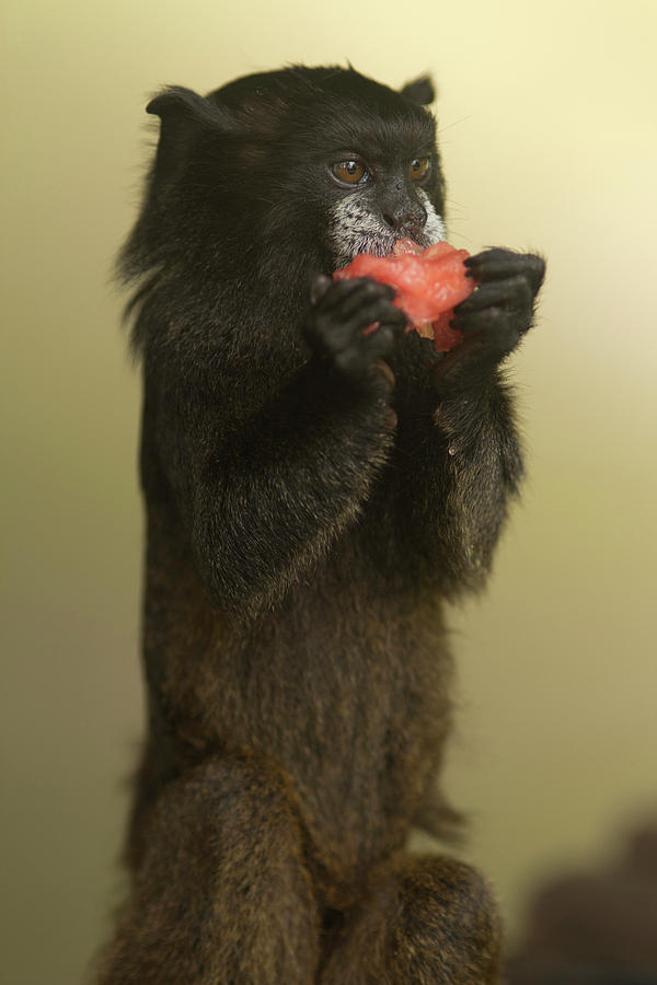Monkey Eating Watermelon Photograph by Christopher Herwig - Pixels