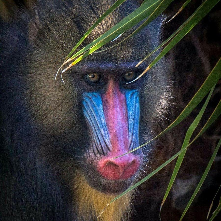 Monkey Magic Photograph by Matthew Barre | Fine Art America