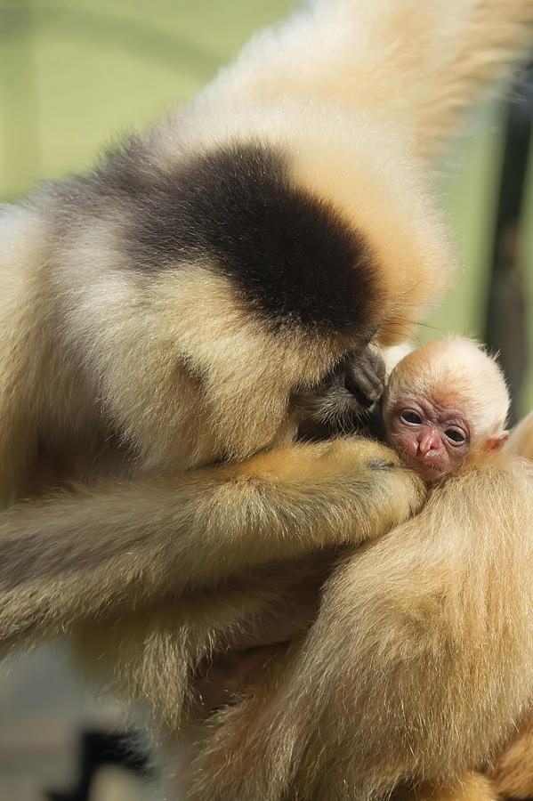 Monkey mother Photograph by Jaroslav Frank - Pixels