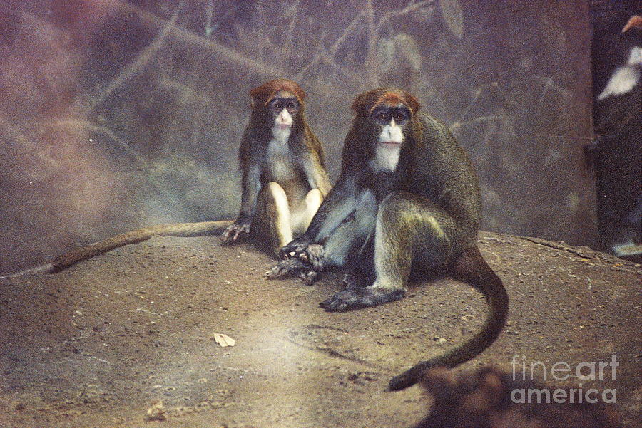 Monkey Pair Photograph by Cate Schafer - Fine Art America