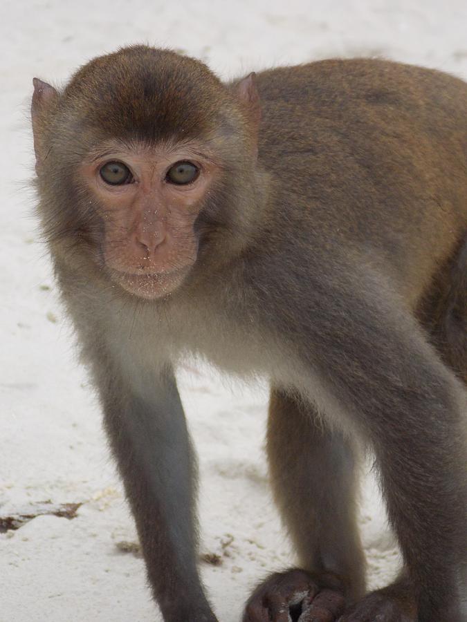 Monkey By Phen Photograph by Phen Weston - Fine Art America