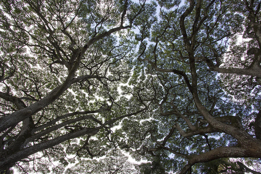 Monkey Pod Trees Photograph by Barbara Eckstein - Fine Art America