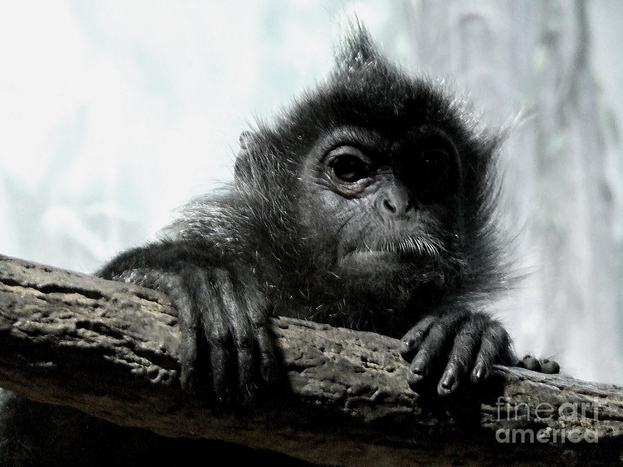 Monkey round Photograph by Scott Bennett - Fine Art America