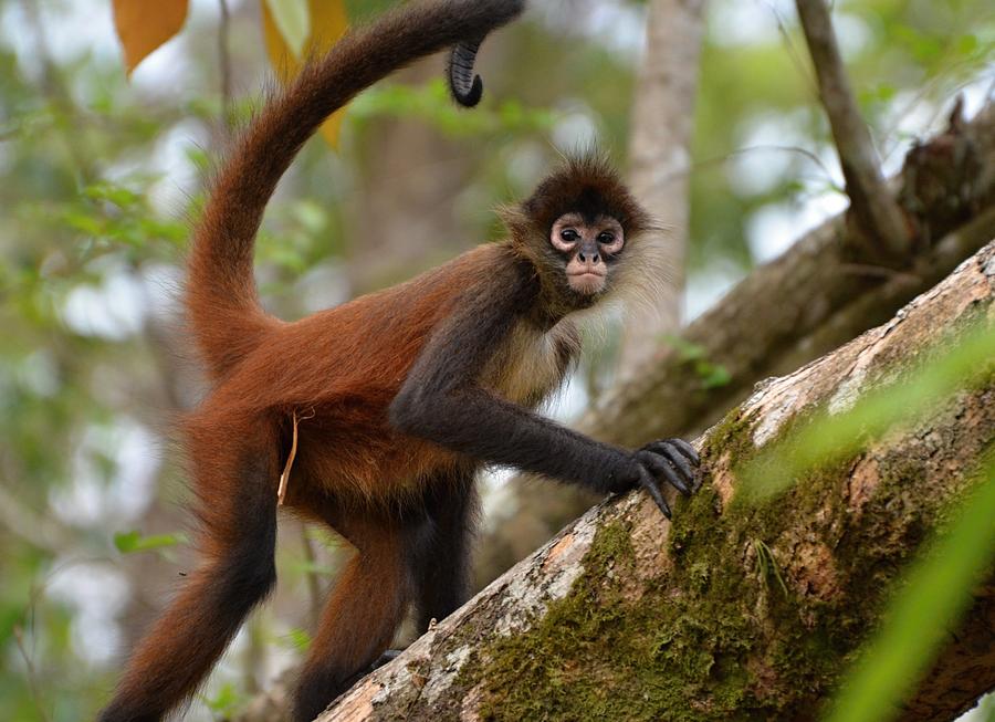 Monkey Spider19 Photograph by Michael Lilley - Fine Art America