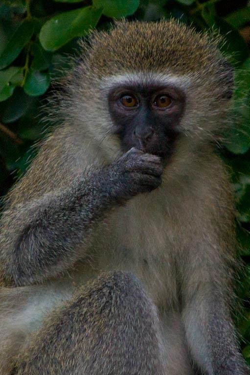 Monkey Stare Photograph by Joris Shaw - Fine Art America