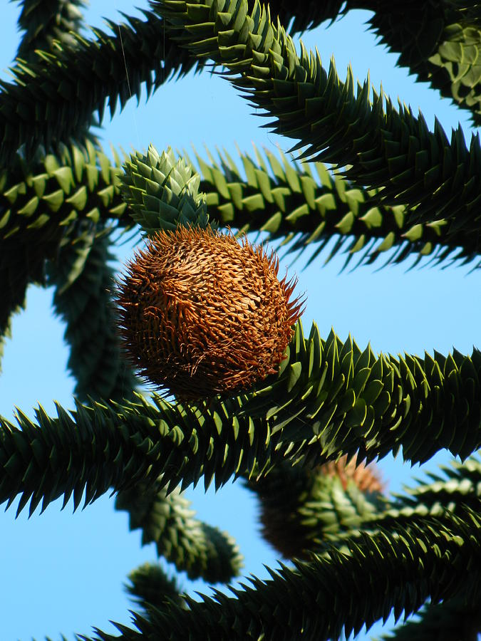 Monkey Tree Seed Photograph by Nicki Bennett - Fine Art America