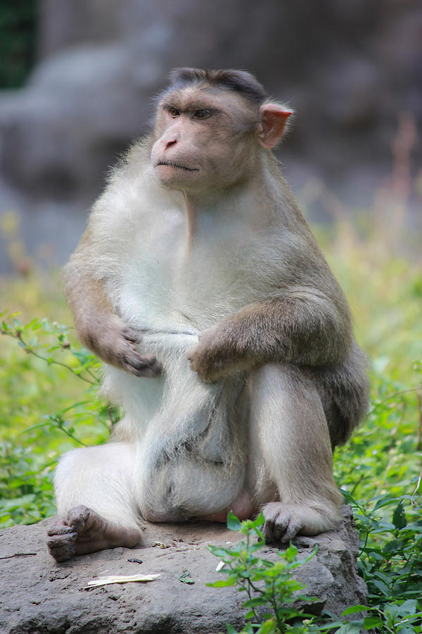 Monkey Pyrography by Vijay Sonar - Pixels