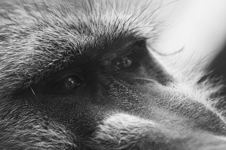 Monkeys eyes Photograph by Lucas Guardincerri - Fine Art America