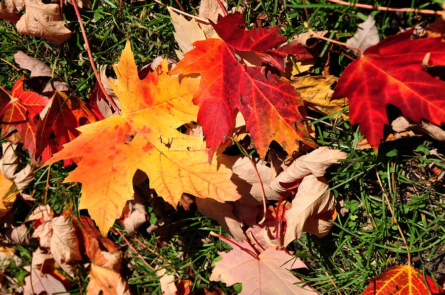 Montreal fall Photograph by Dominic Stringer - Fine Art America