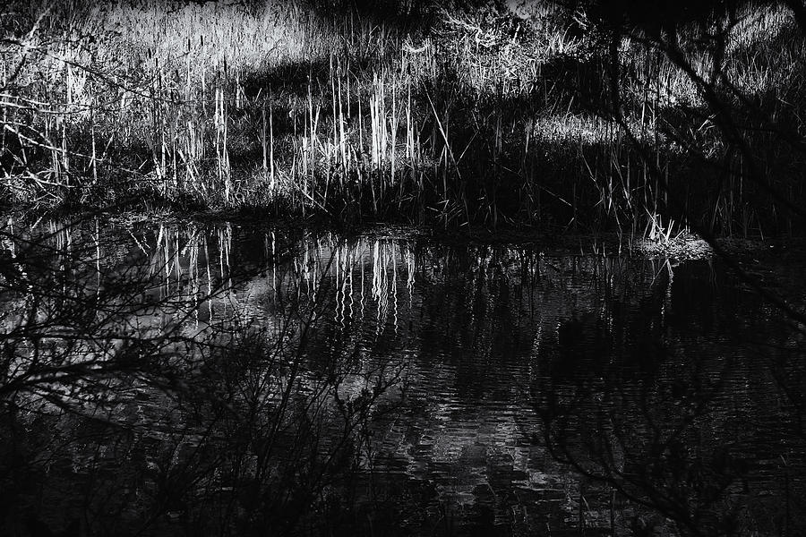 Mood Modifier Photograph by Jim Lynch - Fine Art America