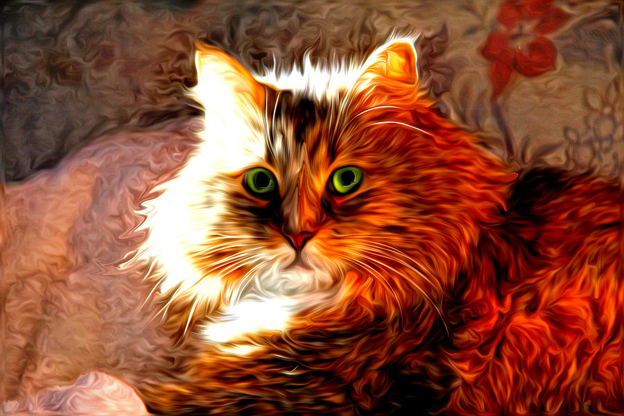 Moogie the Magnificient Photograph by Richard Trahan - Fine Art America