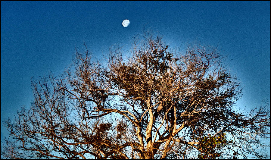 Moon and Tree Photograph by Ty Lee - Pixels