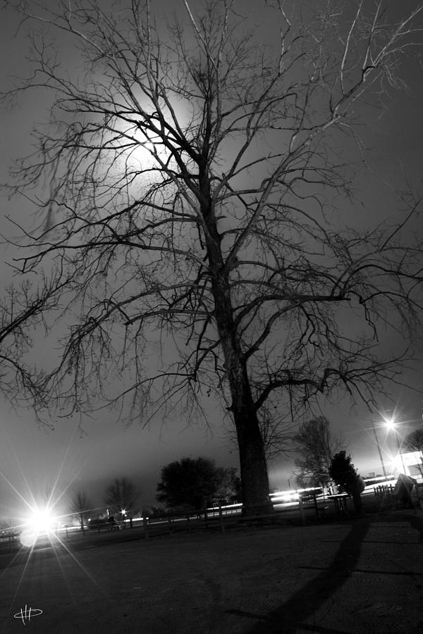 Moon Lit Tree Photograph by Nicholas Mathews - Fine Art America