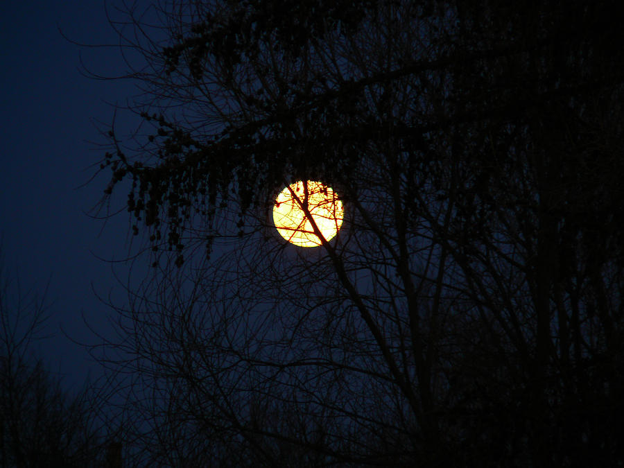 Moon through the trees Photograph by Janno E - Fine Art America