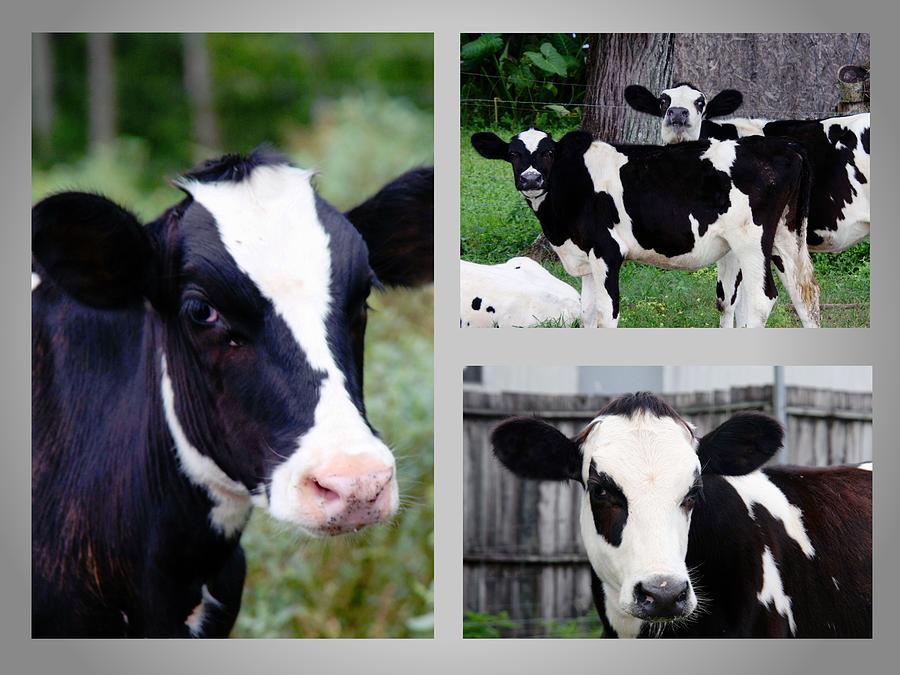 Mooo Cows Photograph by Raphaela - Pixels