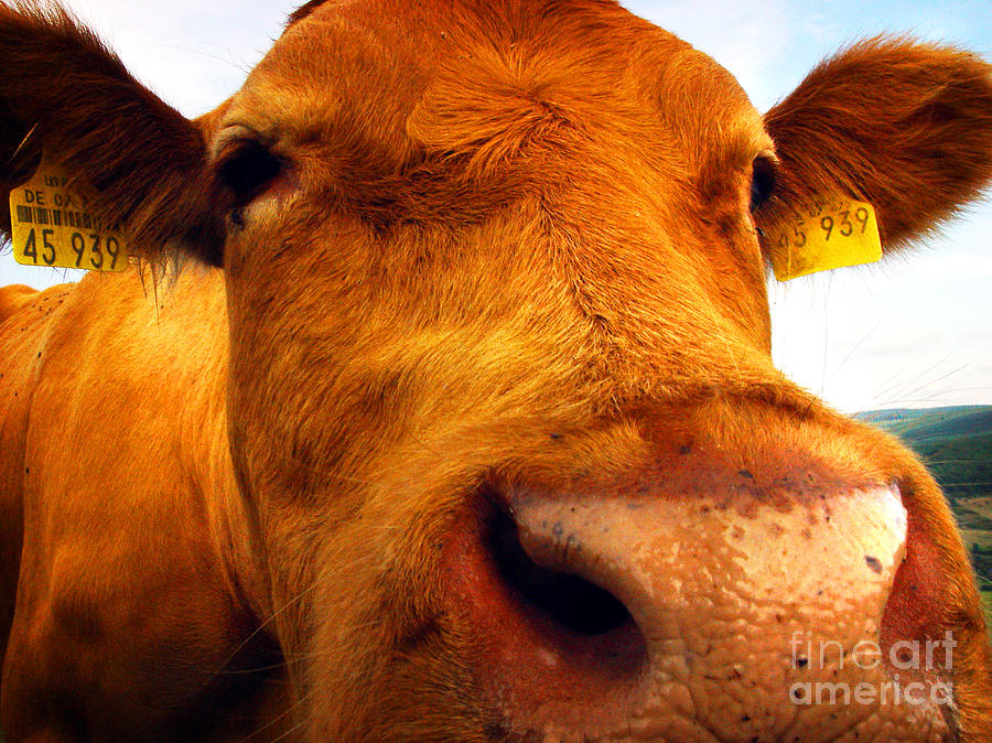 Mooo Photograph by Michael Edwards - Fine Art America